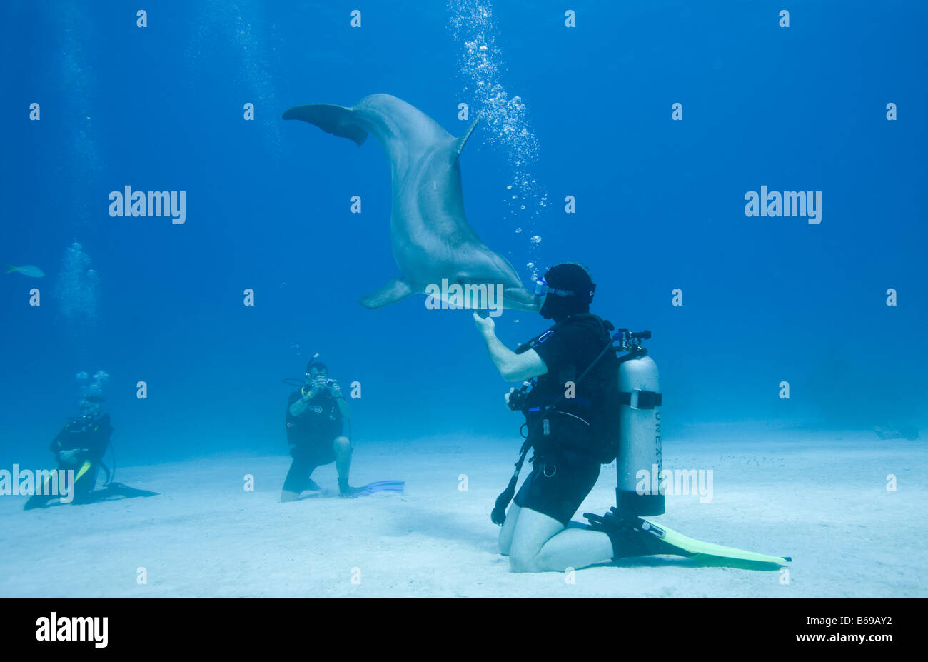 Bahamas Grand Bahama Island Freeport Scuba diver swimming with captive ...