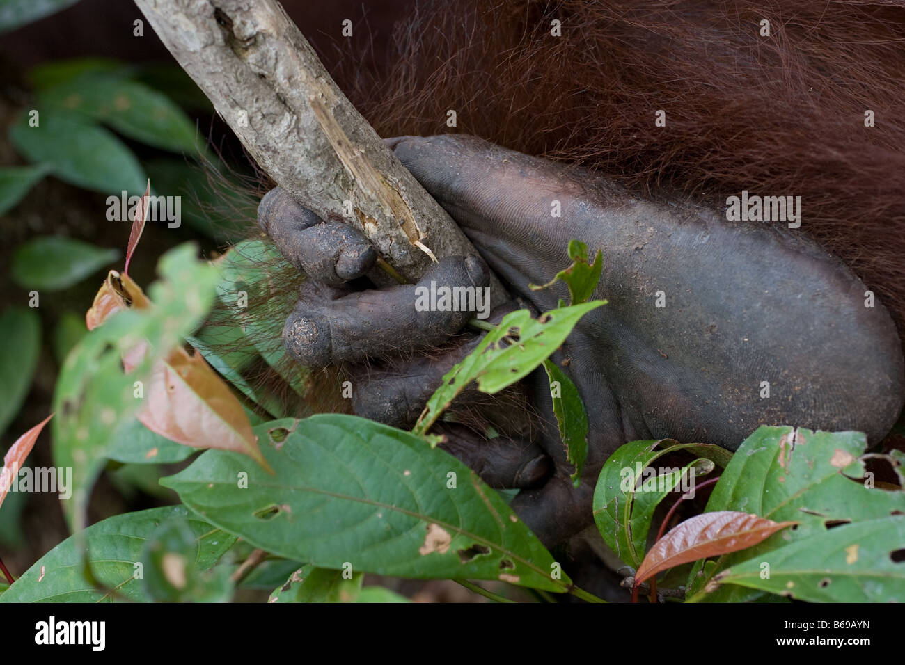 Female orangutan Pongo pygmaeus foot holding onto a branch in Tanjung ...