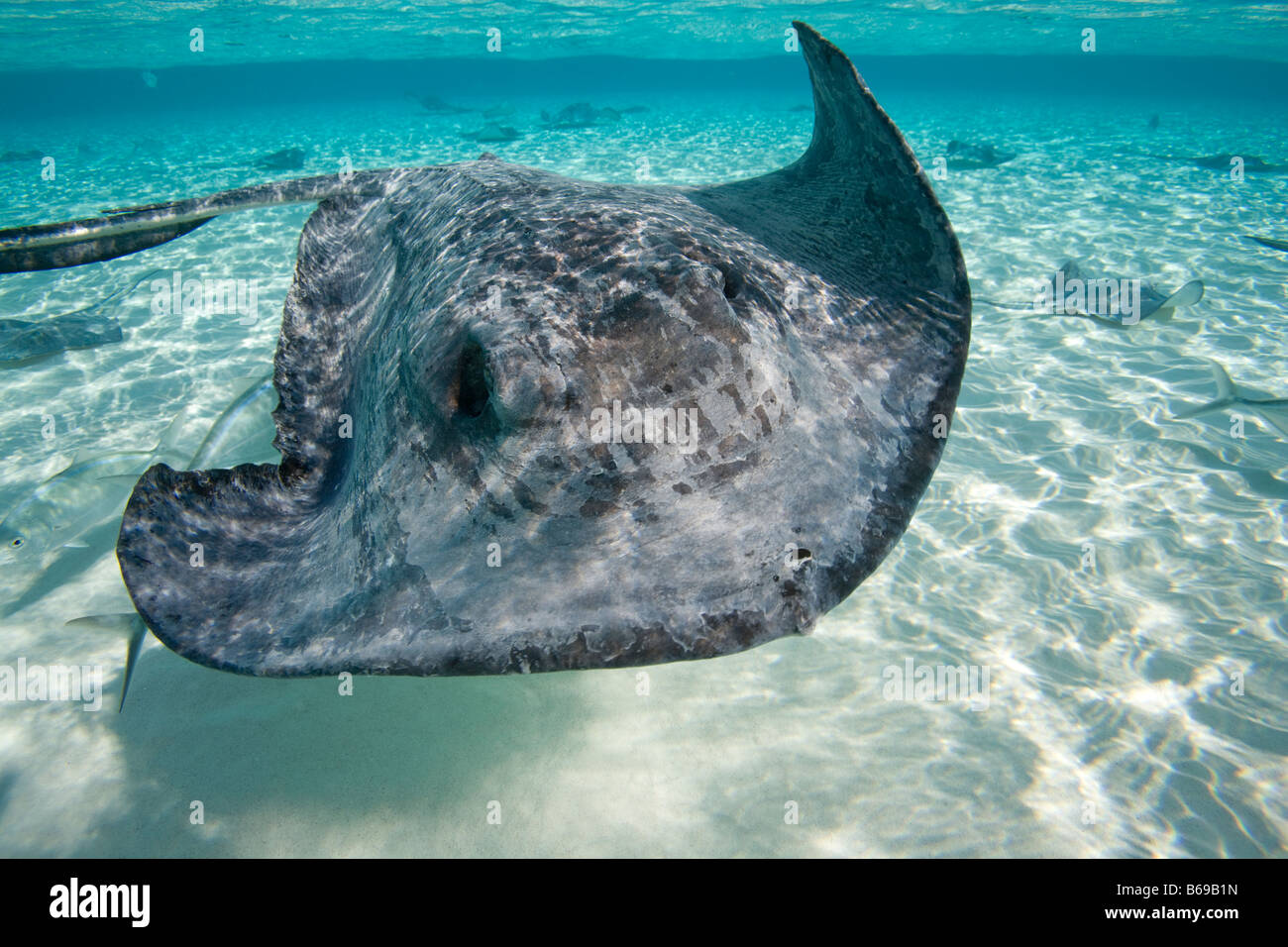 Cayman Islands Grand Cayman Island Underwater view of Southern Stingray ...