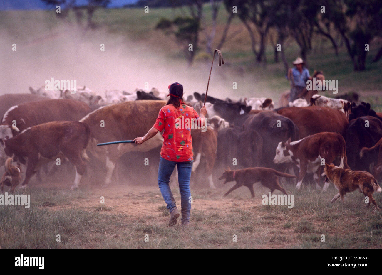 Mustering cattle, Victoria, Australia Stock Photo - Alamy