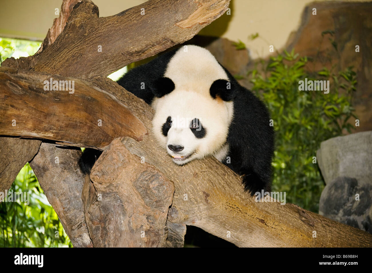 Panda on log hi-res stock photography and images - Alamy