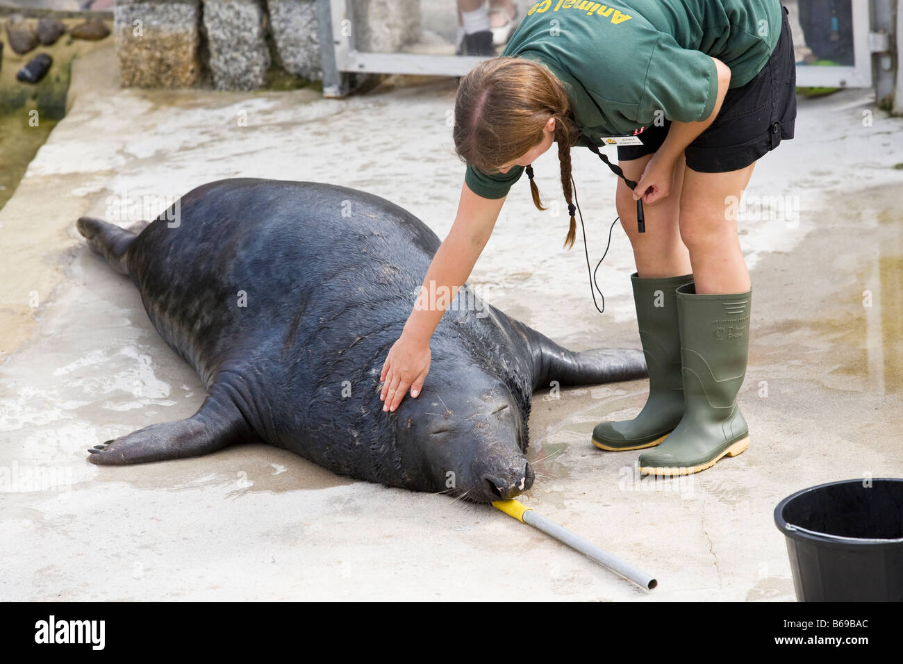 An animal trainer with a sealion at a wildlife show Stock Photo - Alamy