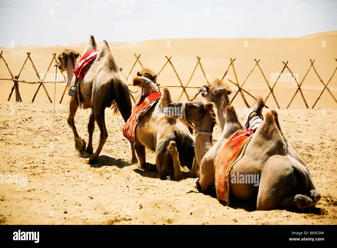 Bactrian camels (Camelus bactrianus) in a desert, Kubuqi Desert, Inner ...