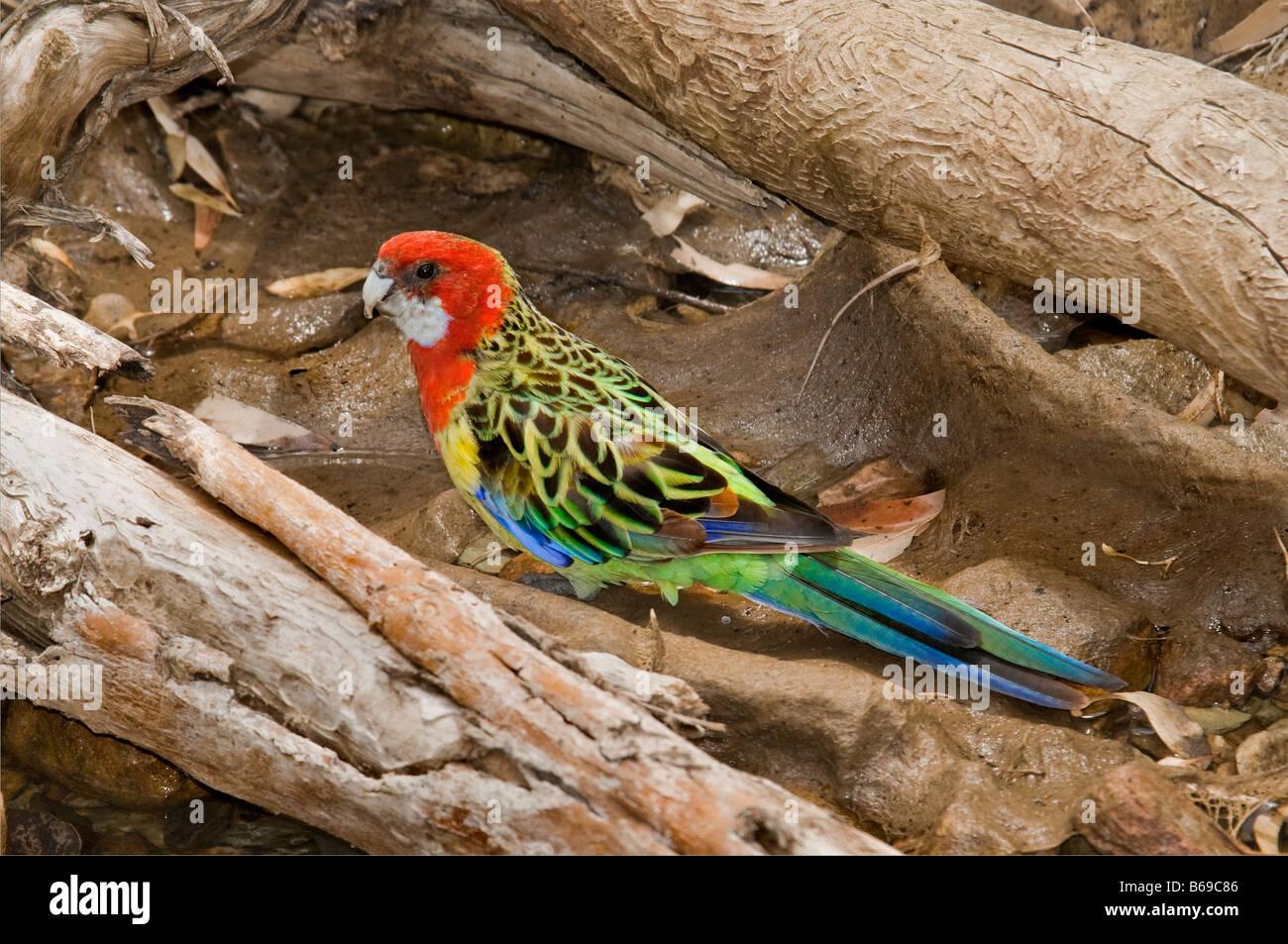 Eastern Rosella High Resolution Stock Photography and Images - Alamy