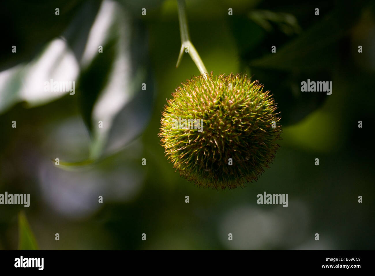 Chestnut tree in Paris France august 2006 Stock Photo - Alamy