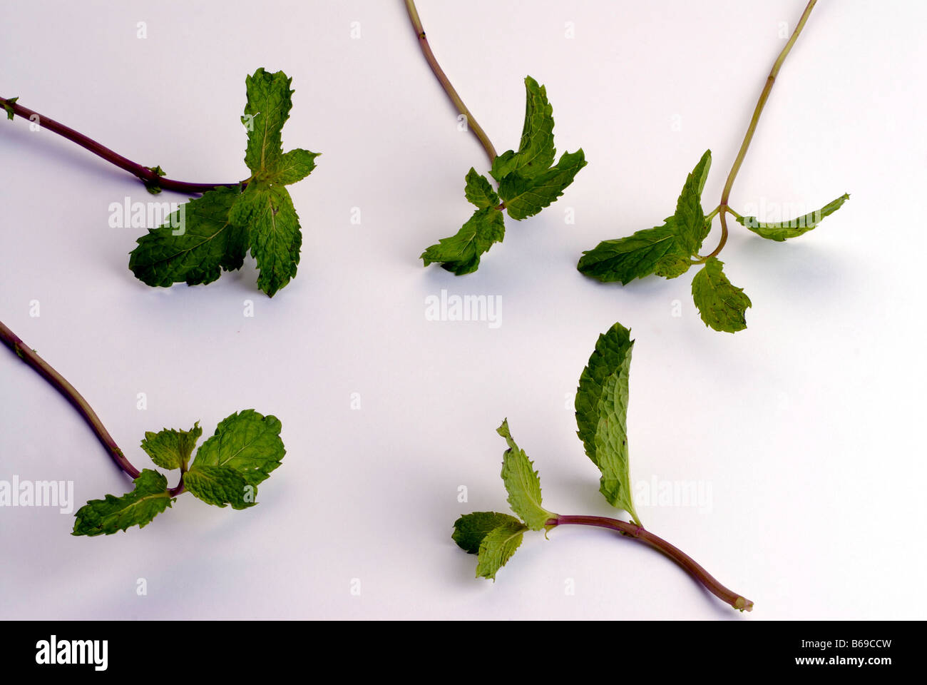 Thulasi hi-res stock photography and images - Alamy