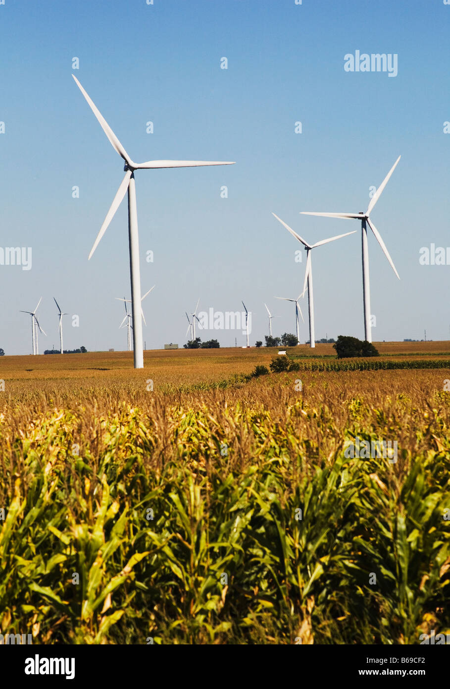 USA, Illinois, wind turbines in corn fields Stock Photo - Alamy