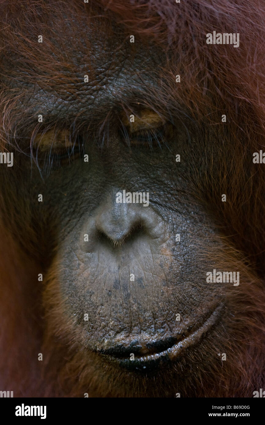 Female orangutan Pongo pygmaeus portrait in Tanjung Puting NP Borneo ...