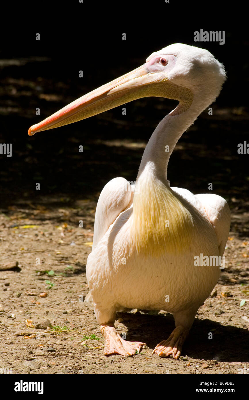 Pelican pouch beak hi-res stock photography and images - Alamy
