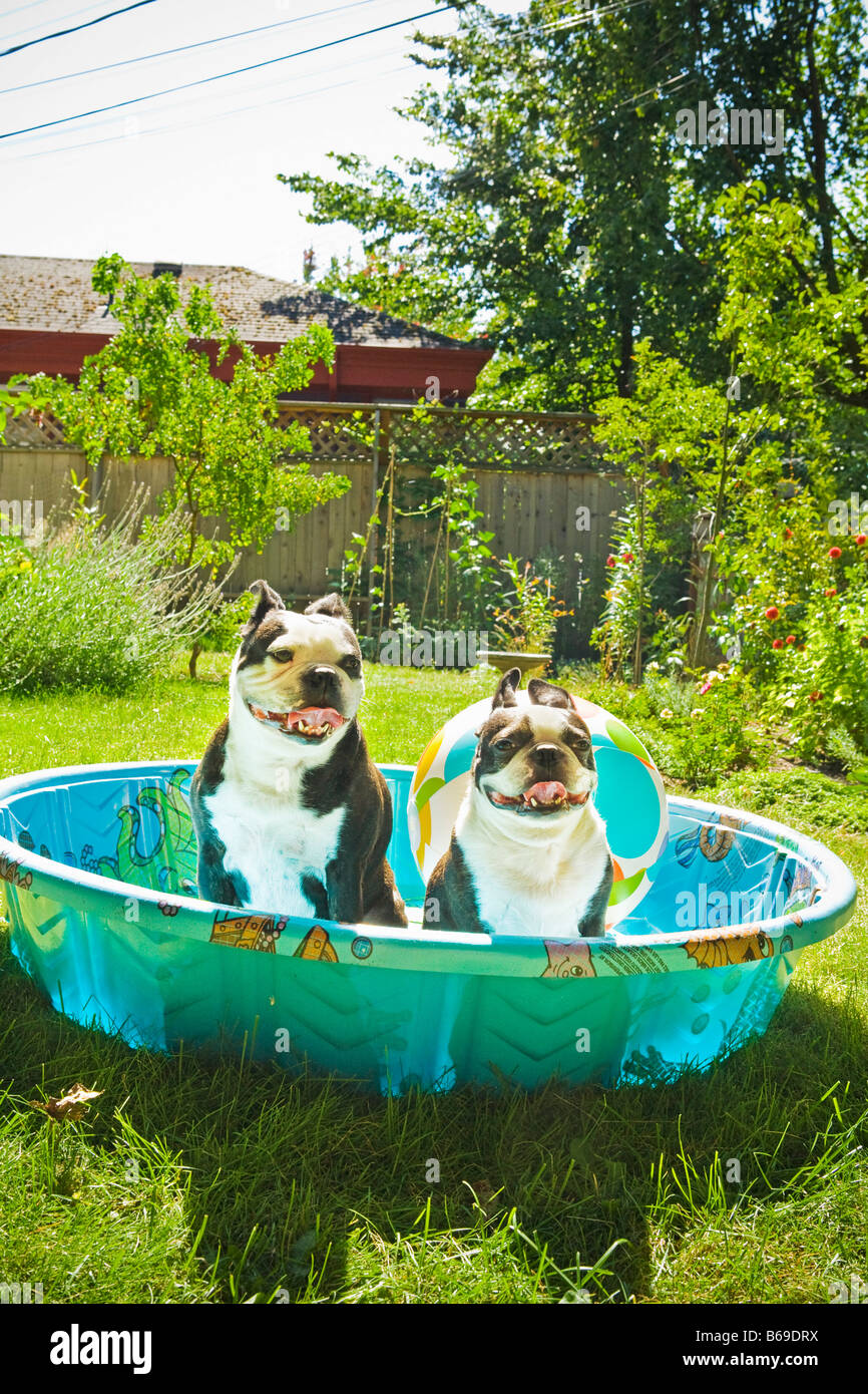 Two Boston Terriers panting in a wading pool Stock Photo - Alamy