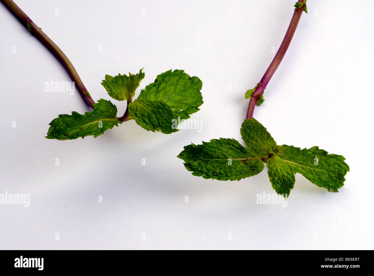 Krishna Tulsi High Resolution Stock Photography and Images - Alamy