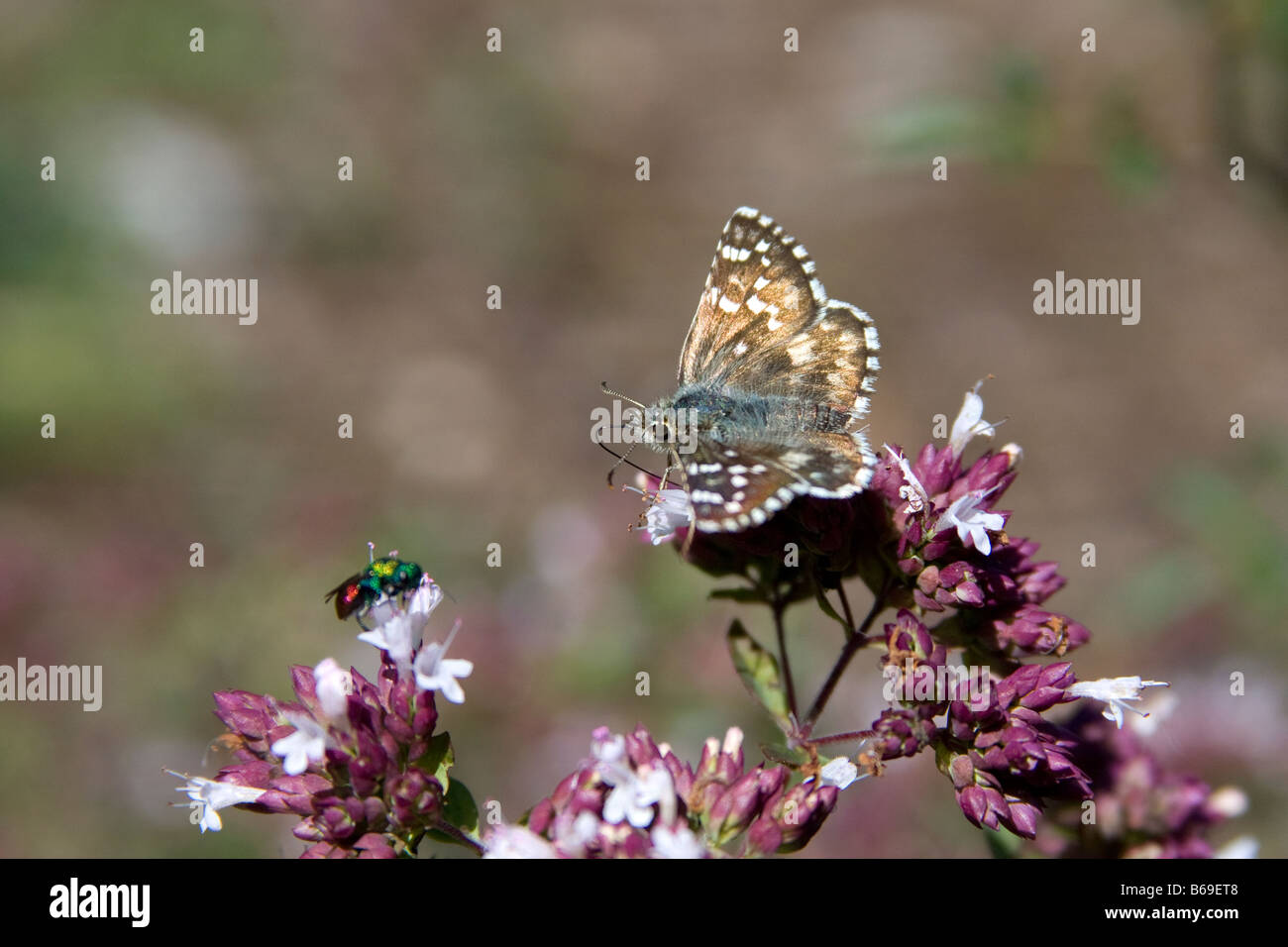 Butterfly put on a plant Stock Photo - Alamy