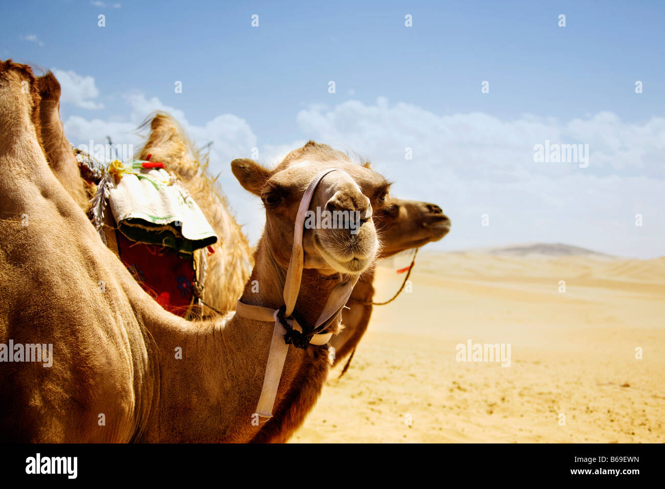 Bactrian camels (Camelus bactrianus) in a desert, Kubuqi Desert, Inner ...