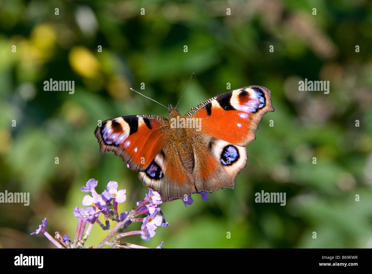 Butterfly put on a plant Stock Photo - Alamy