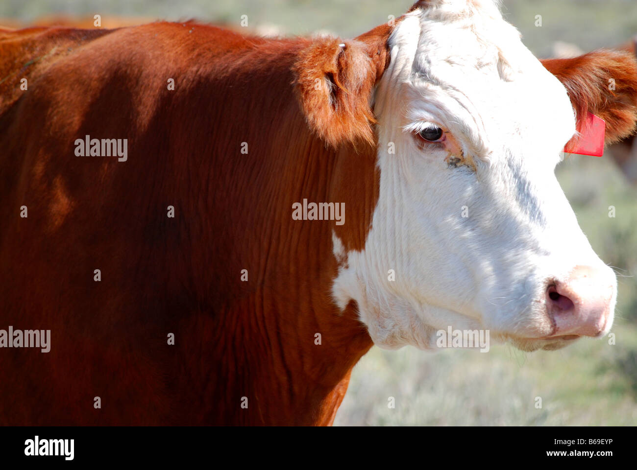 White faced cow hi-res stock photography and images - Alamy