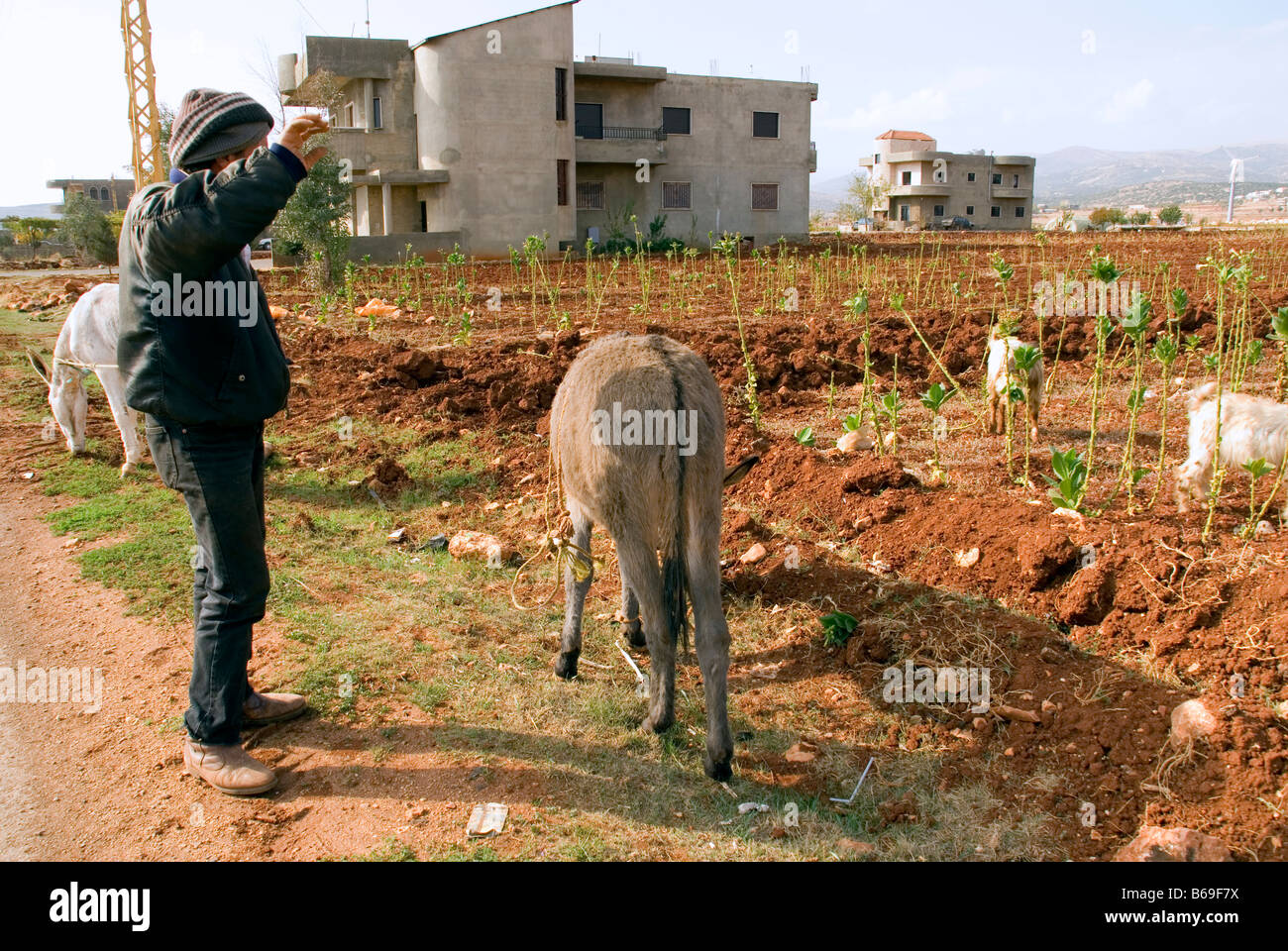 donkey with a shepherd of goats in the Bekaa plain lebanon Stock Photo ...