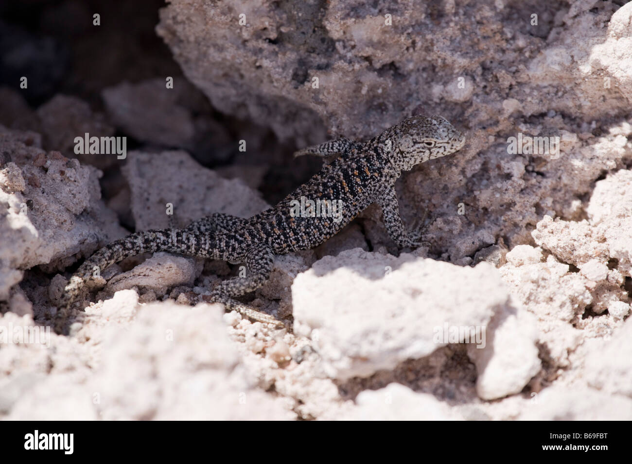 Fabian's lizard, Liolaemus fabiani, hiding in rocks Stock Photo - Alamy