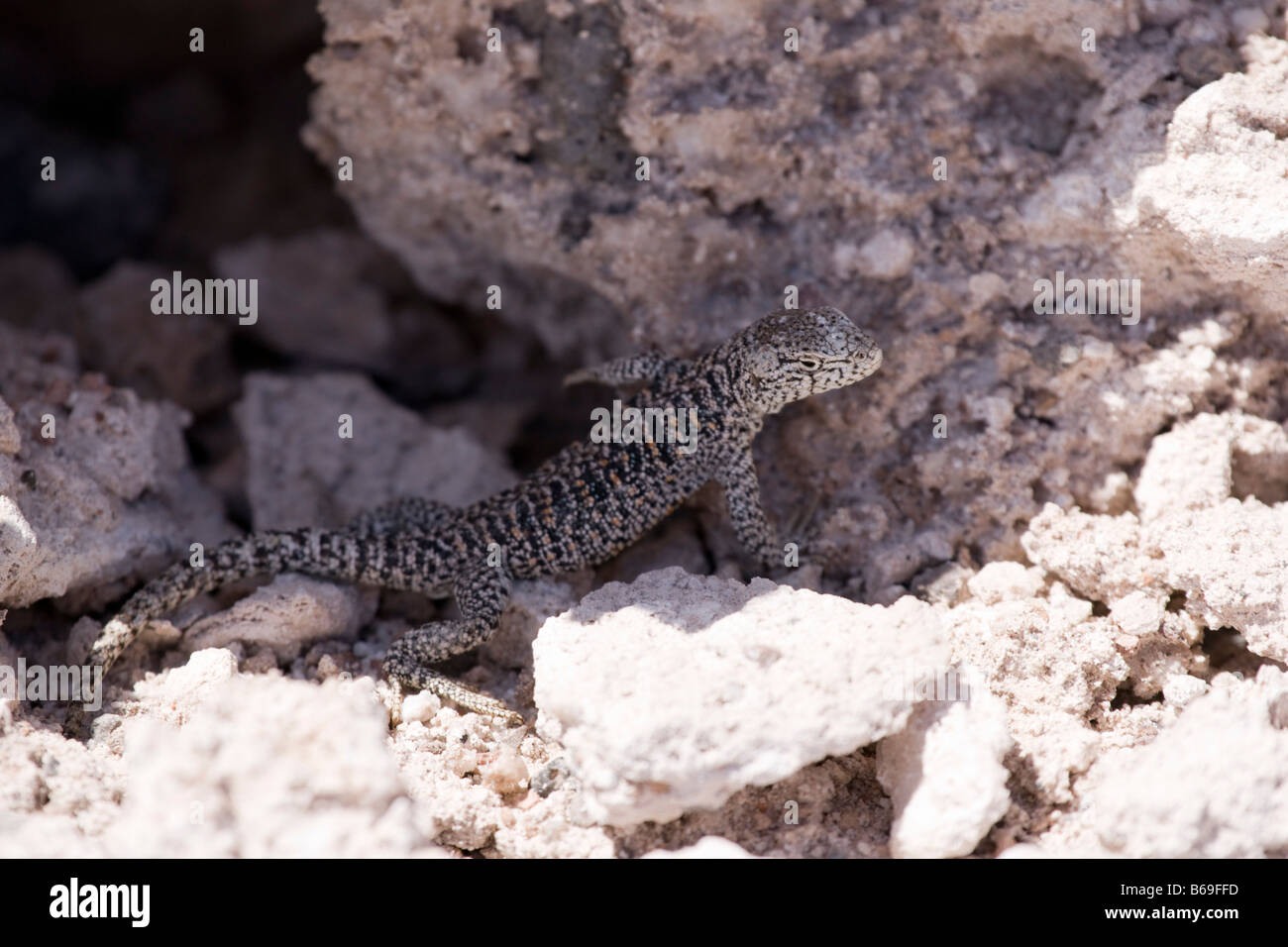 Fabian's lizard, Liolaemus fabiani, hiding in rocks Stock Photo - Alamy