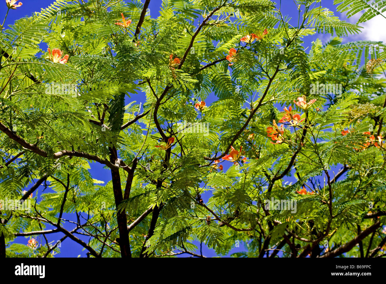 Flamboyant tree hi-res stock photography and images - Alamy