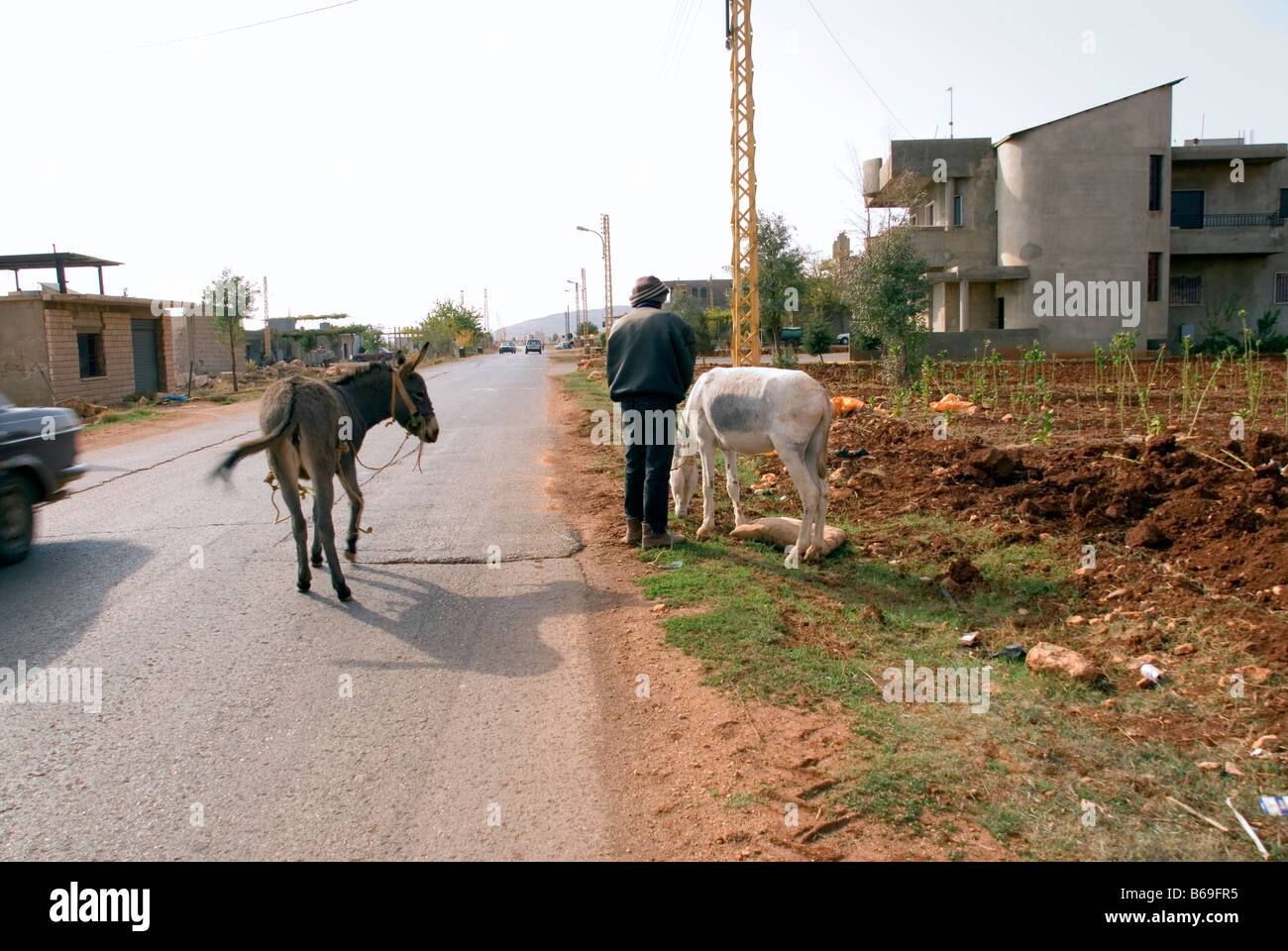 donkey with a shepherd of goats in the Bekaa plain lebanon Stock Photo ...