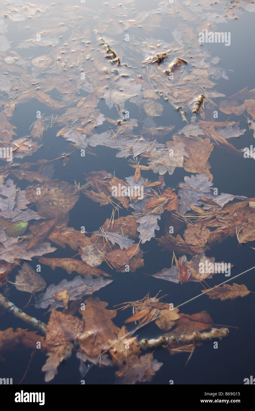 Floating autumn leaves Stock Photo - Alamy