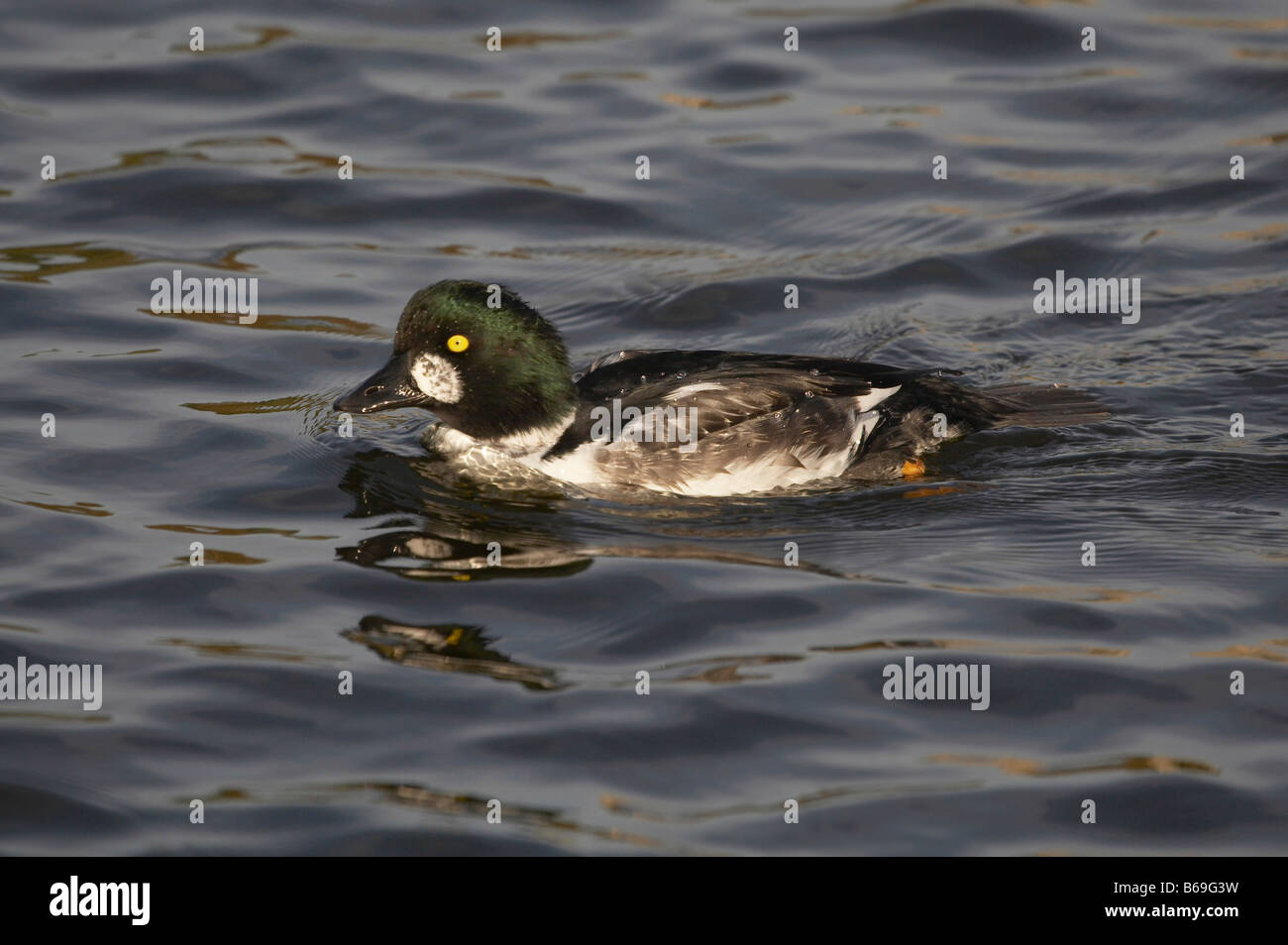 Goldeneye male bird hi-res stock photography and images - Alamy
