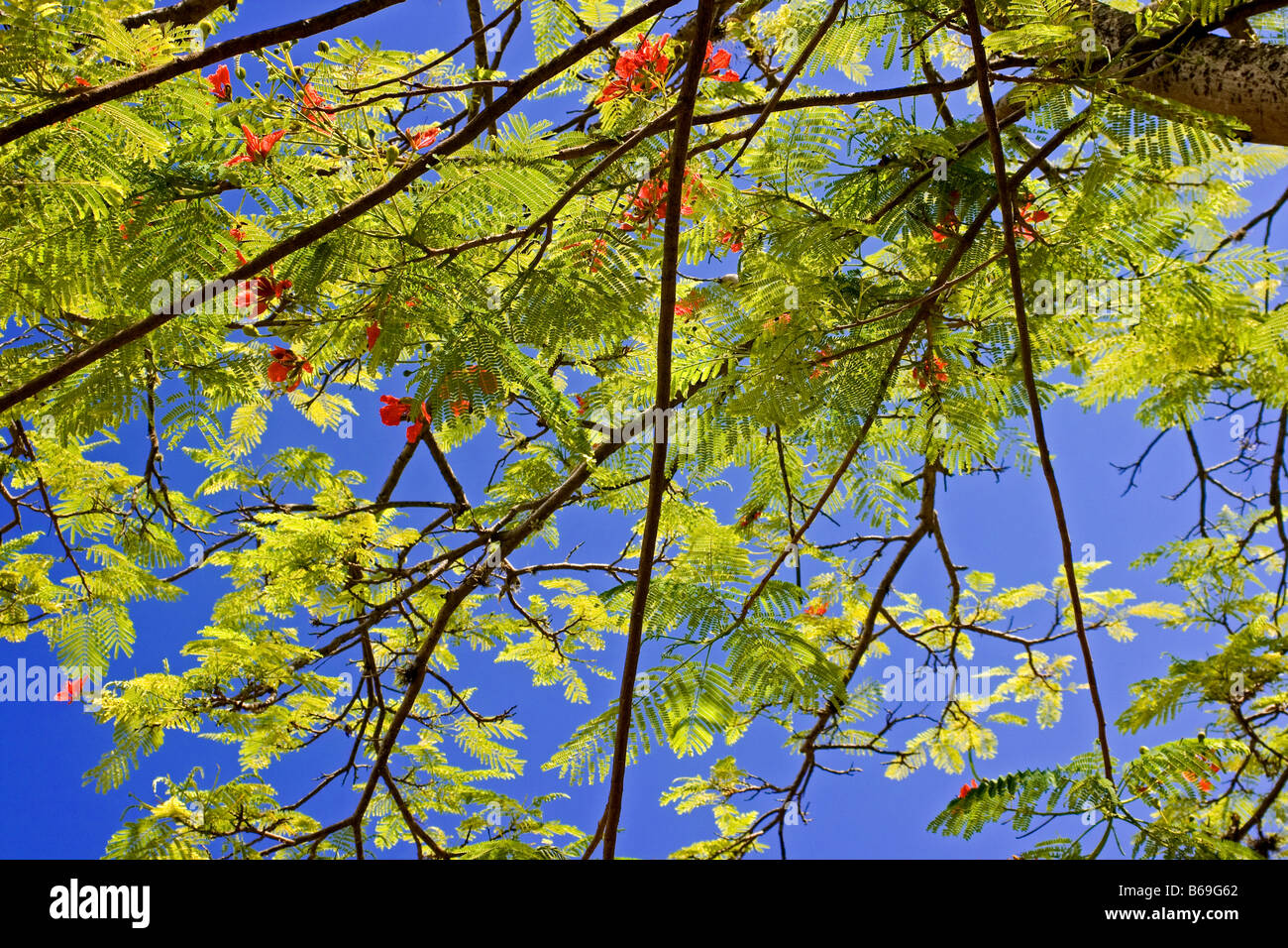 Flame tree delonix regia botanic hi-res stock photography and images ...