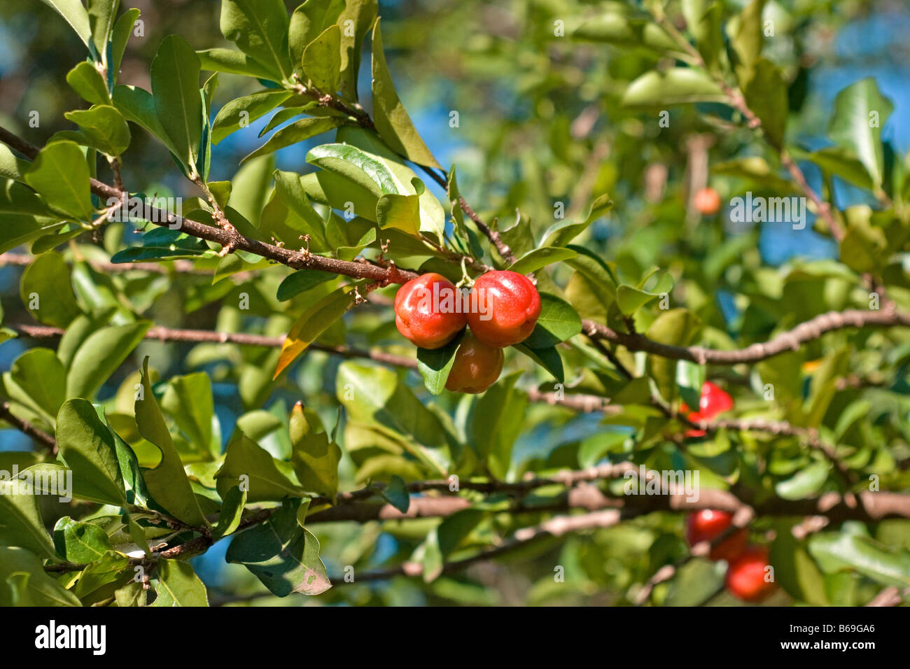 Acerola tree bearing fruit Stock Photo - Alamy