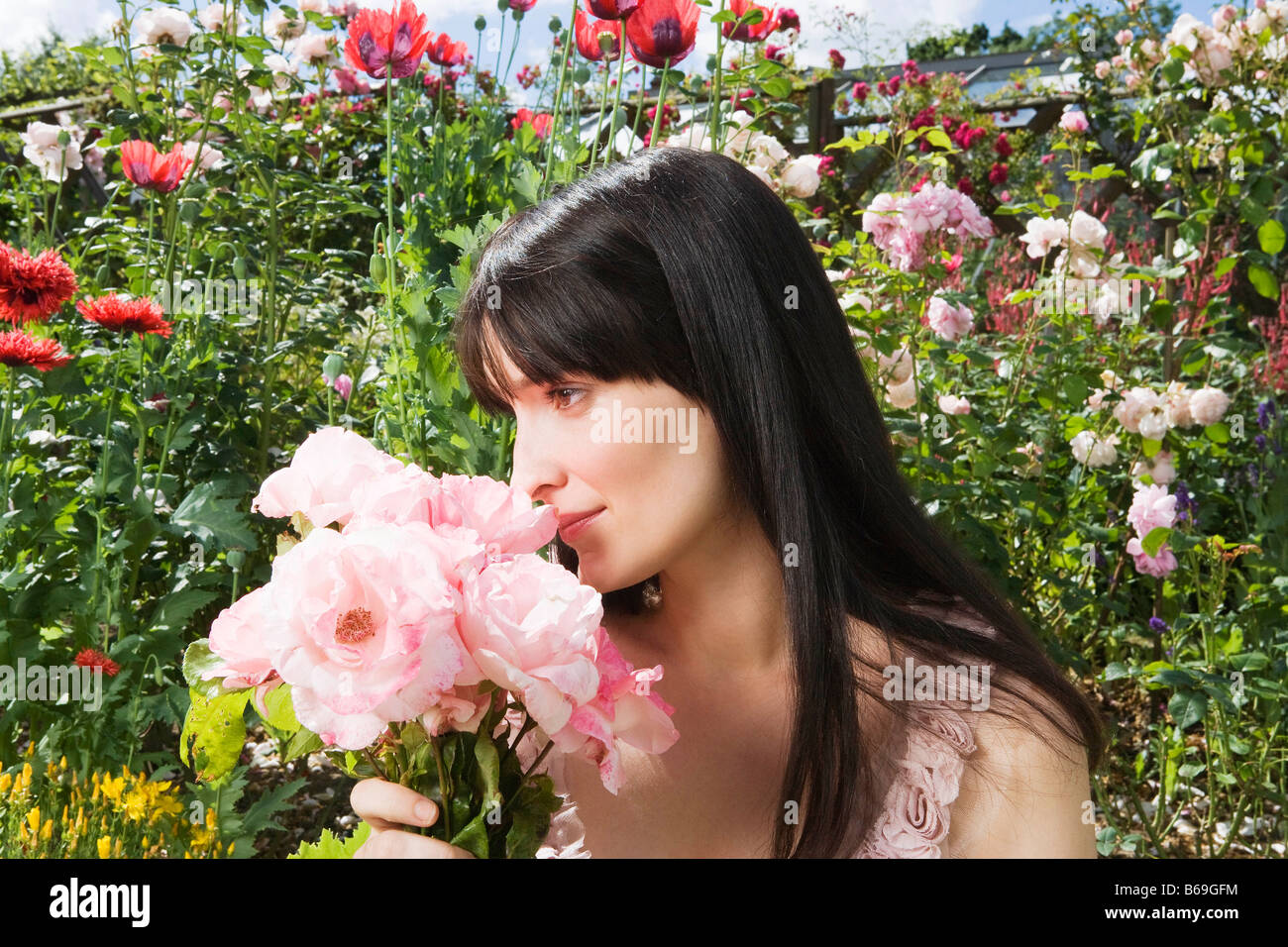 Rose flower profile in garden hi-res stock photography and images - Alamy