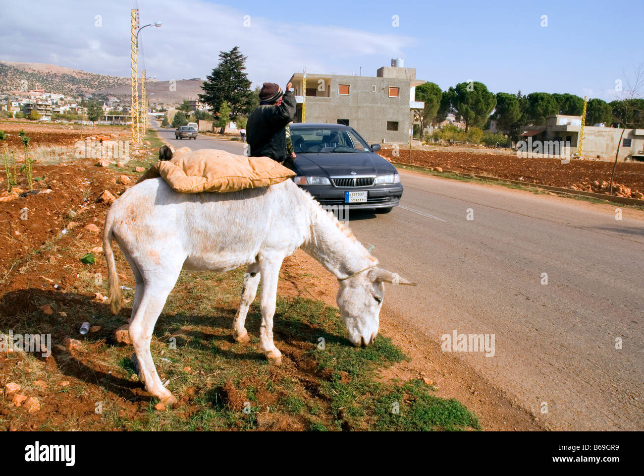 donkey with a shepherd of goats in the Bekaa plain lebanon Stock Photo ...