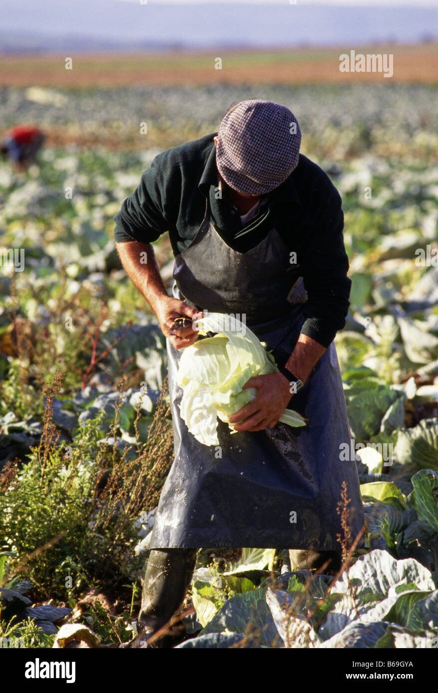 Farmer holding cabbage agriculteur recolte de choux Stock Photo - Alamy