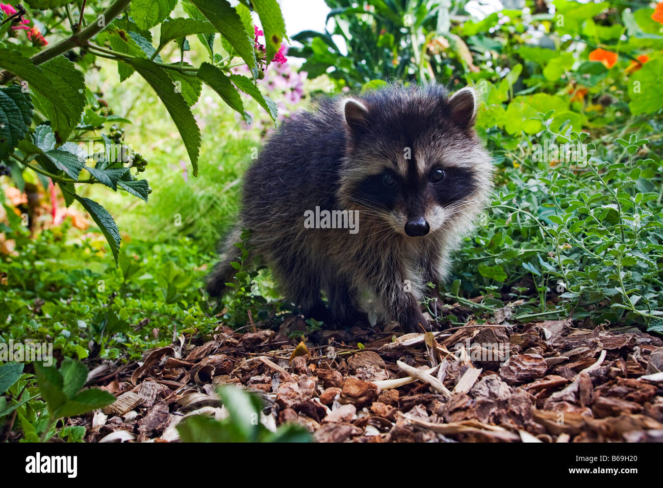 Raccoon (Procyon lotor Stock Photo - Alamy