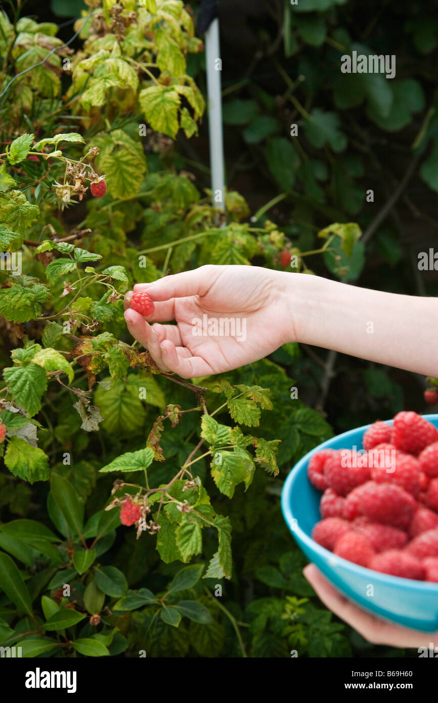 Hand picking fruit uk hi-res stock photography and images - Alamy