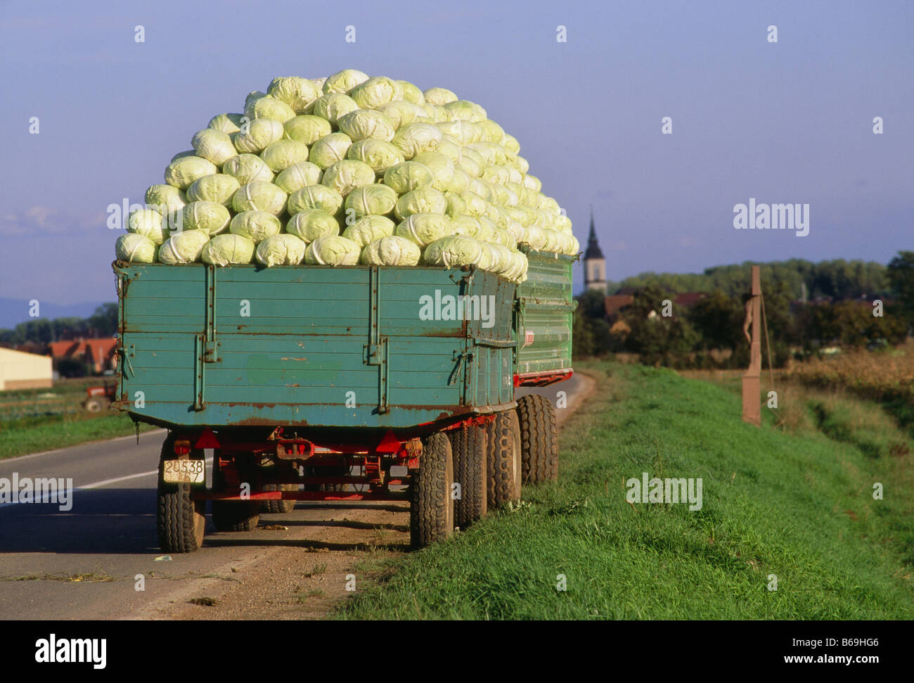 Truck full of cabbages remorque remplie de choux Stock Photo - Alamy