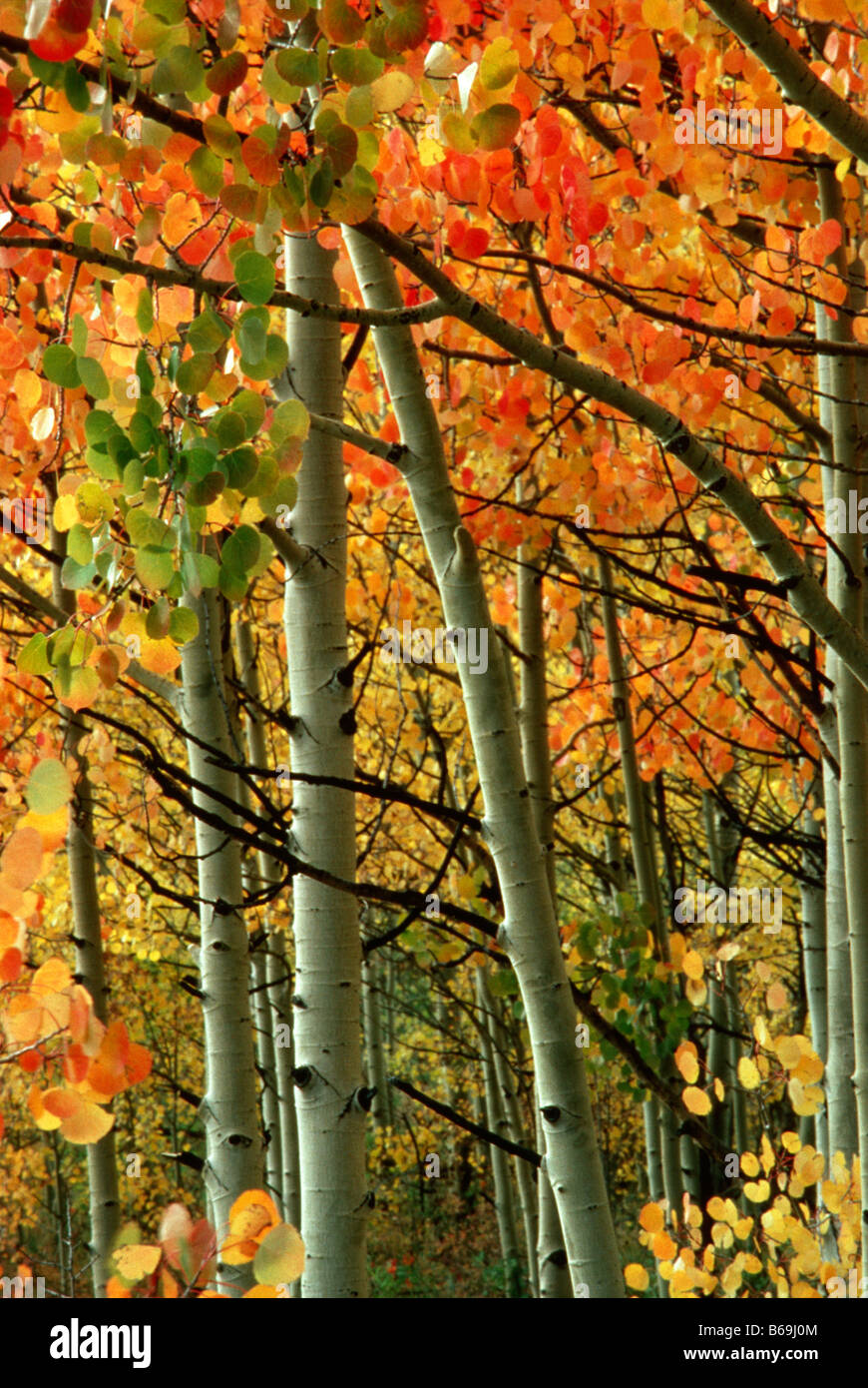 A section of Quaking Aspen (Populus tremuloides) grove in fall ...