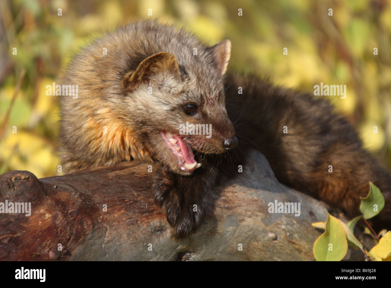 American pine marten hi-res stock photography and images - Alamy