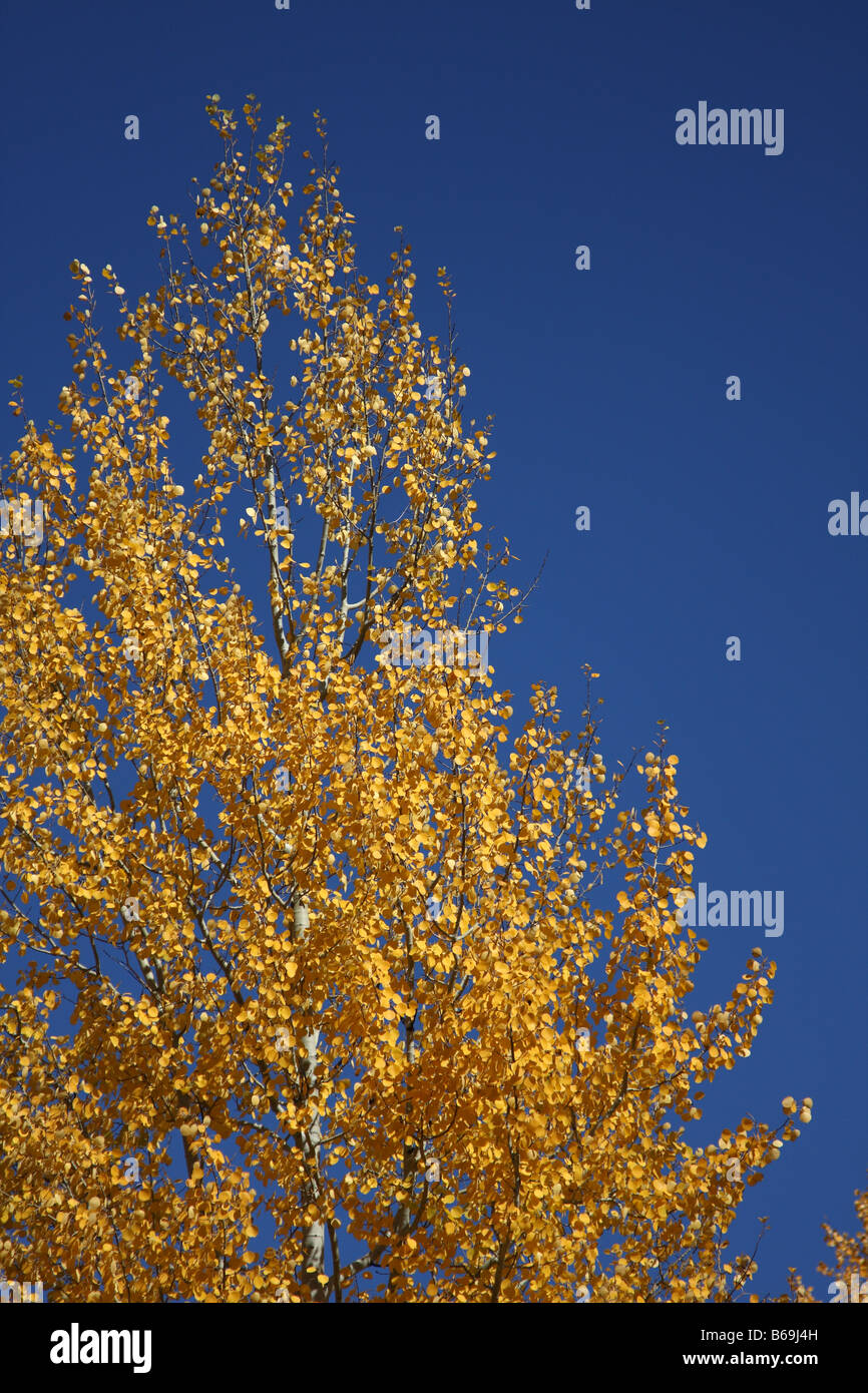 Aspen with yellow leaves hi-res stock photography and images - Alamy