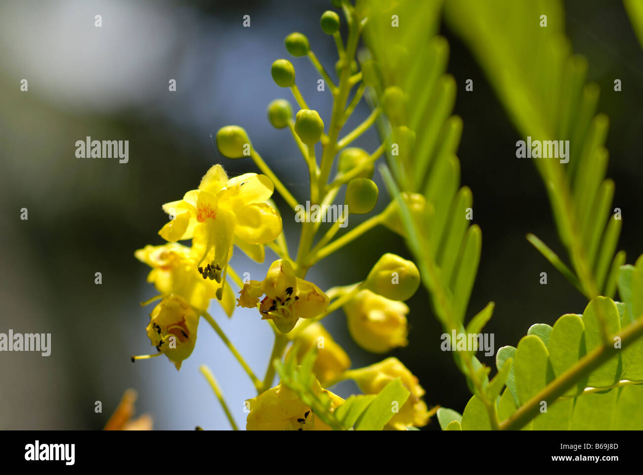 Rajamalli flowers hi-res stock photography and images - Alamy