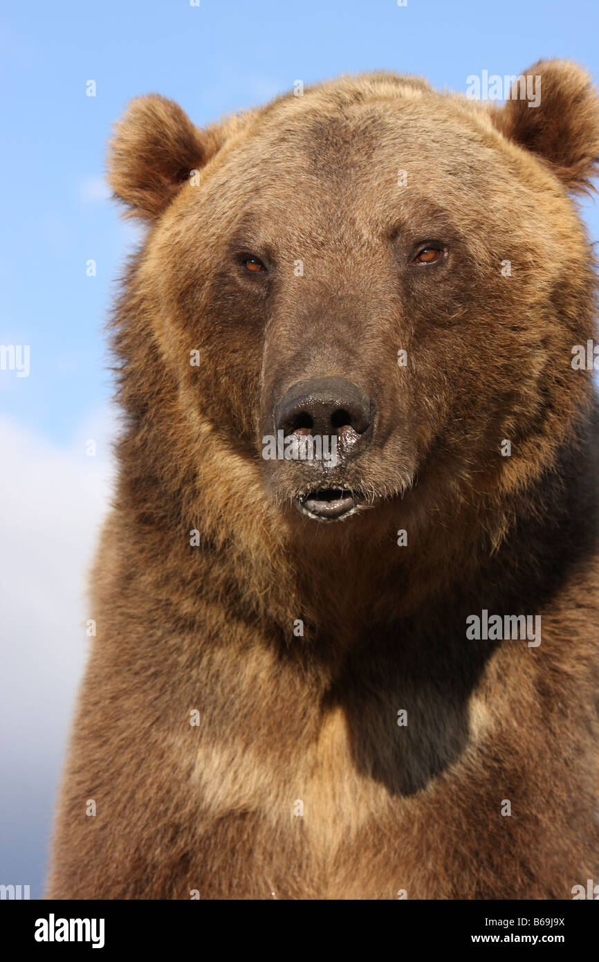 Bear face close hi-res stock photography and images - Alamy