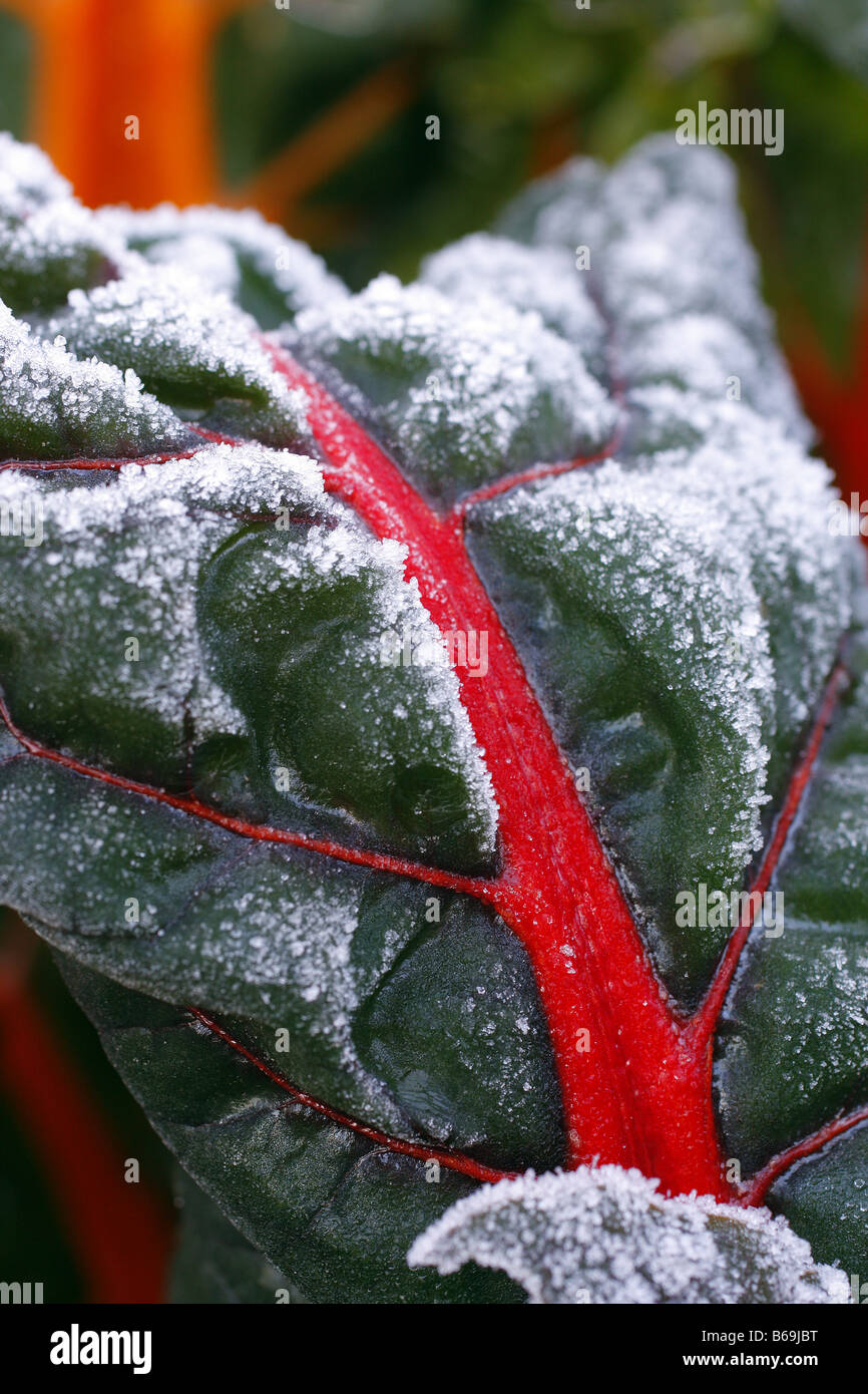 Chard bright lights hi-res stock photography and images - Alamy