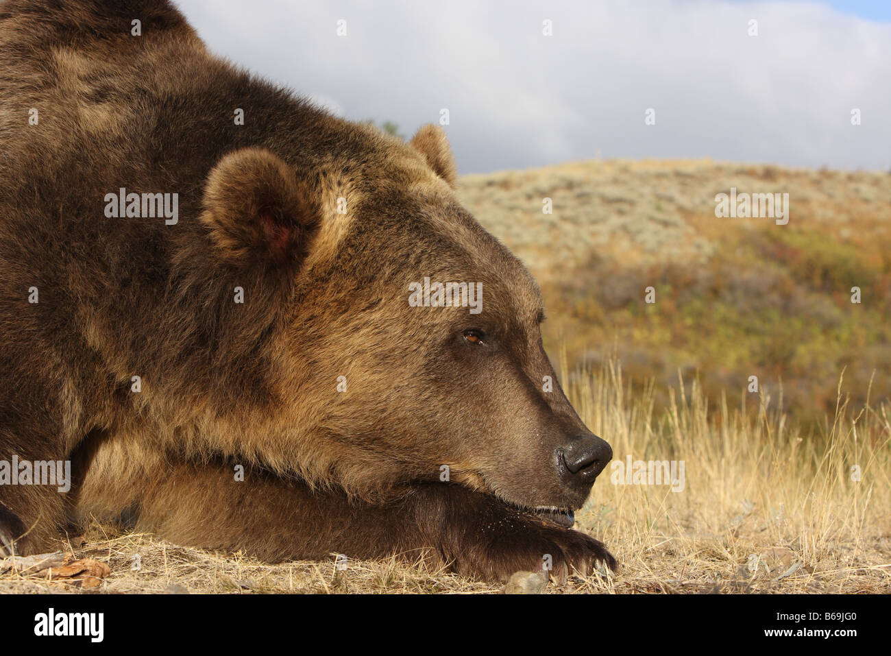Head resting on paw hi-res stock photography and images - Alamy