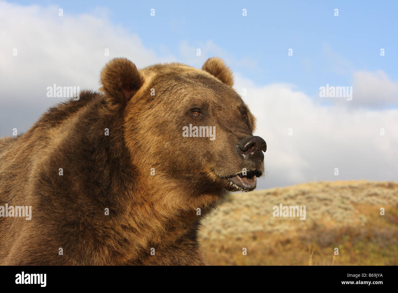Close up head grizzly bear hi-res stock photography and images - Alamy