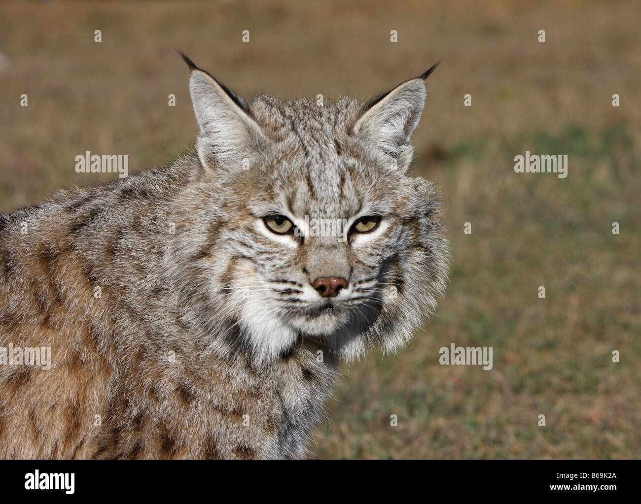 Lynx ears hi-res stock photography and images - Alamy