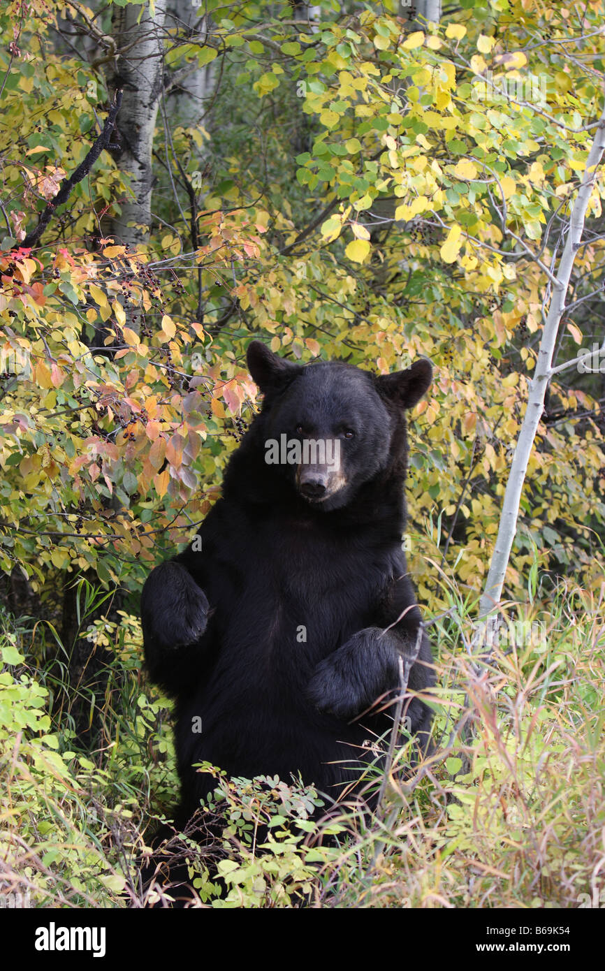 American black bear Stock Photo - Alamy