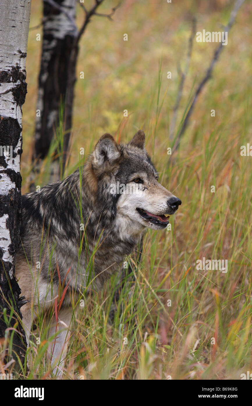 North american timber wolf hi-res stock photography and images - Alamy