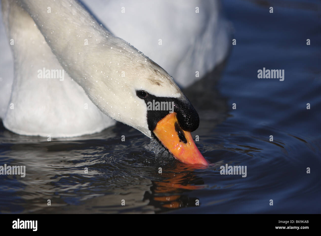 Water drink swan hi-res stock photography and images - Alamy