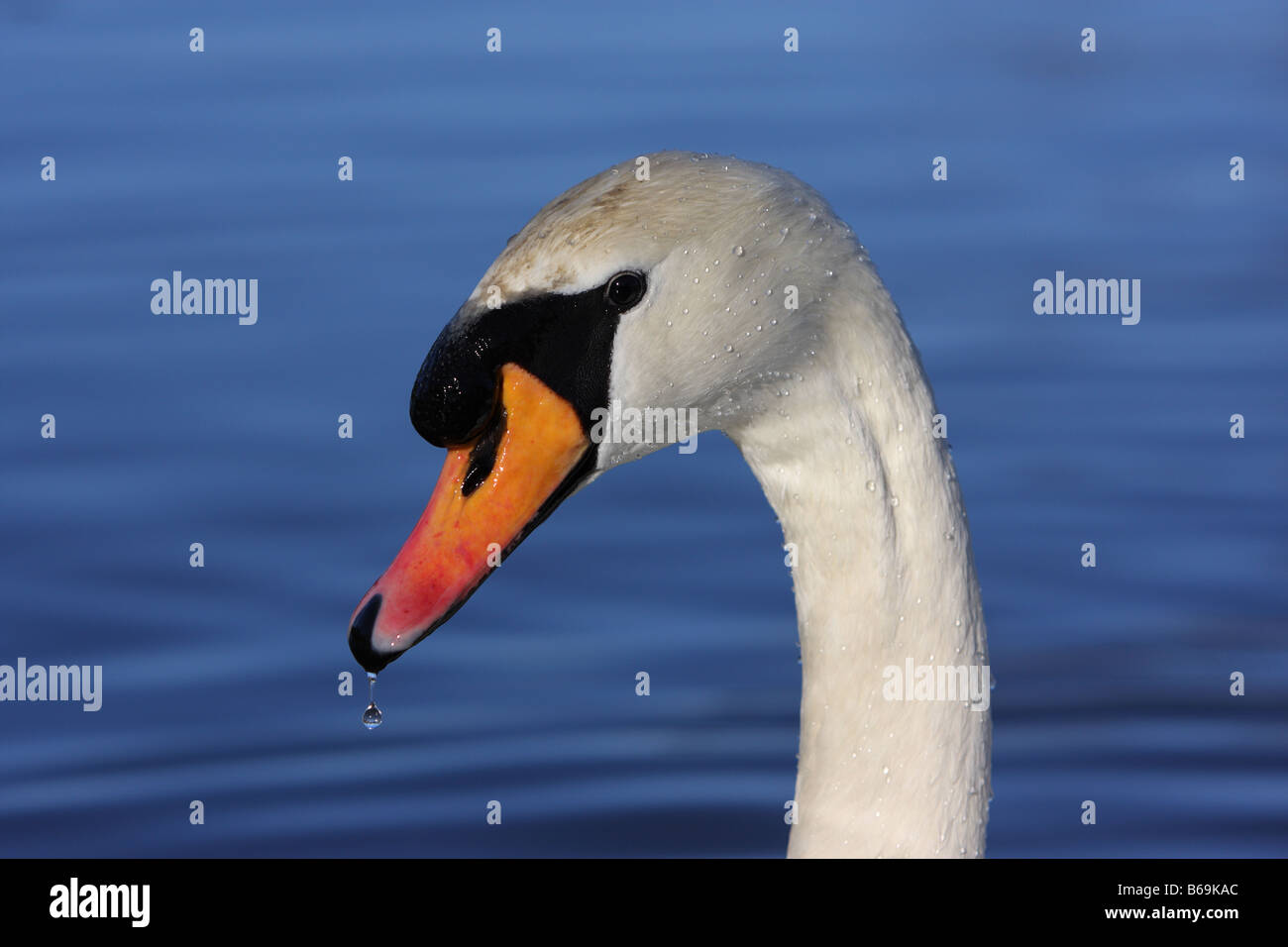 Swan drinking with single water drop dripping from bill Stock Photo - Alamy