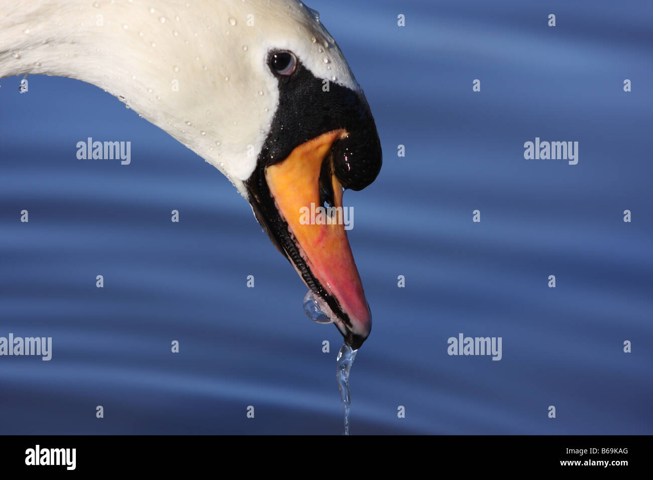 Swan drinking with water drops dripping from bill Stock Photo - Alamy