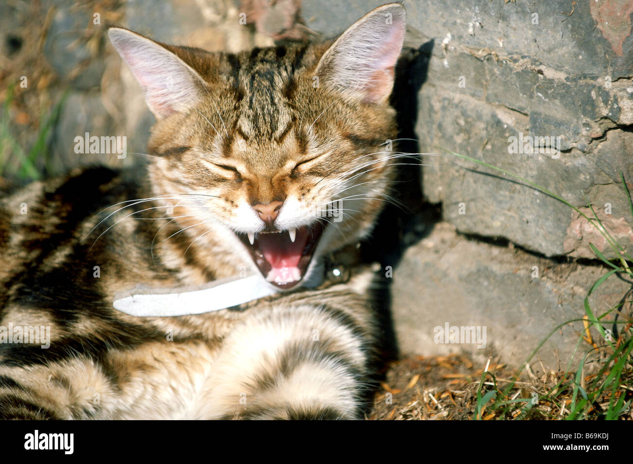 cat feline animal pet yawn teeth Stock Photo - Alamy