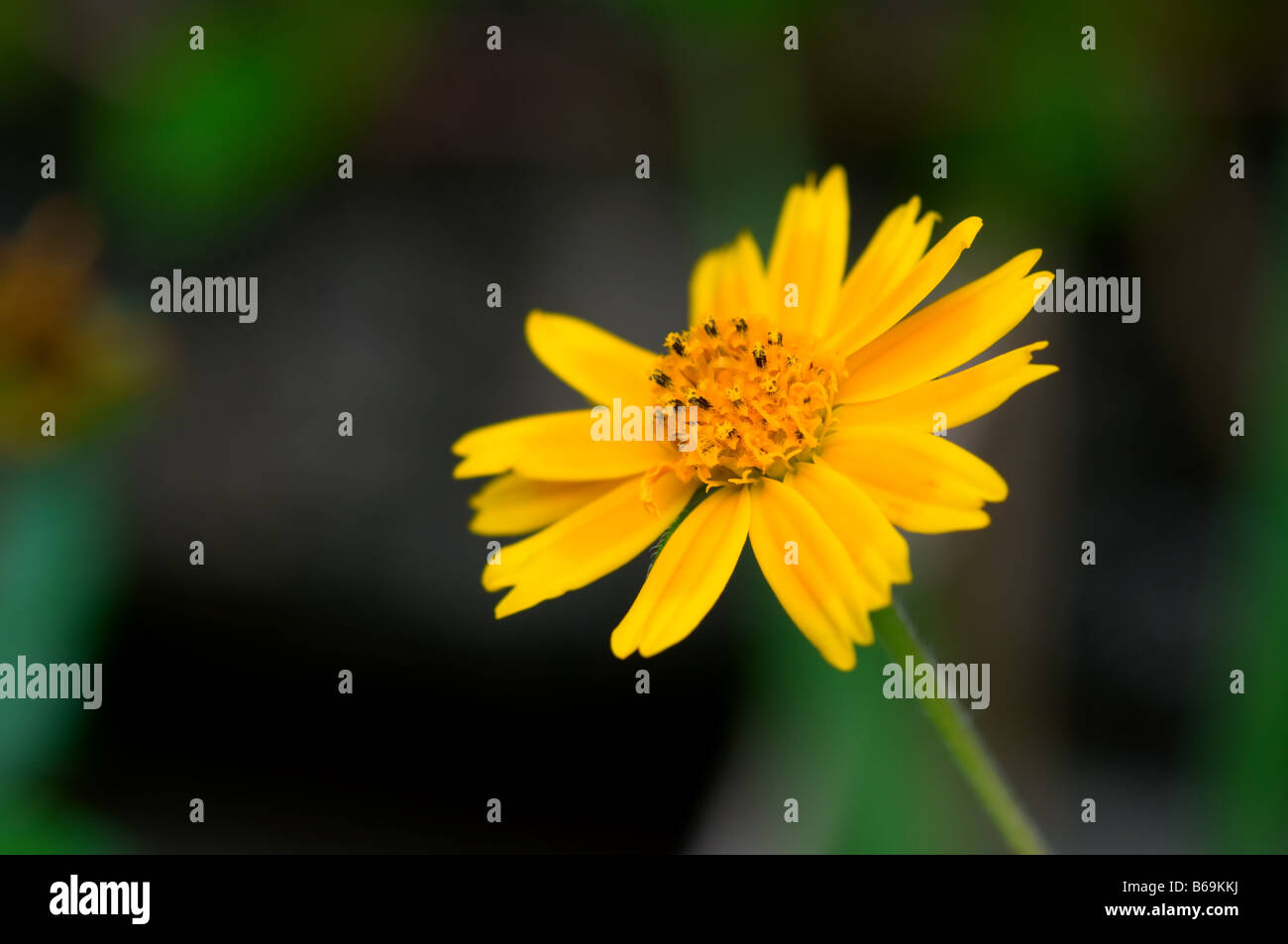 Closeup of yellow marguerite floret Stock Photo - Alamy